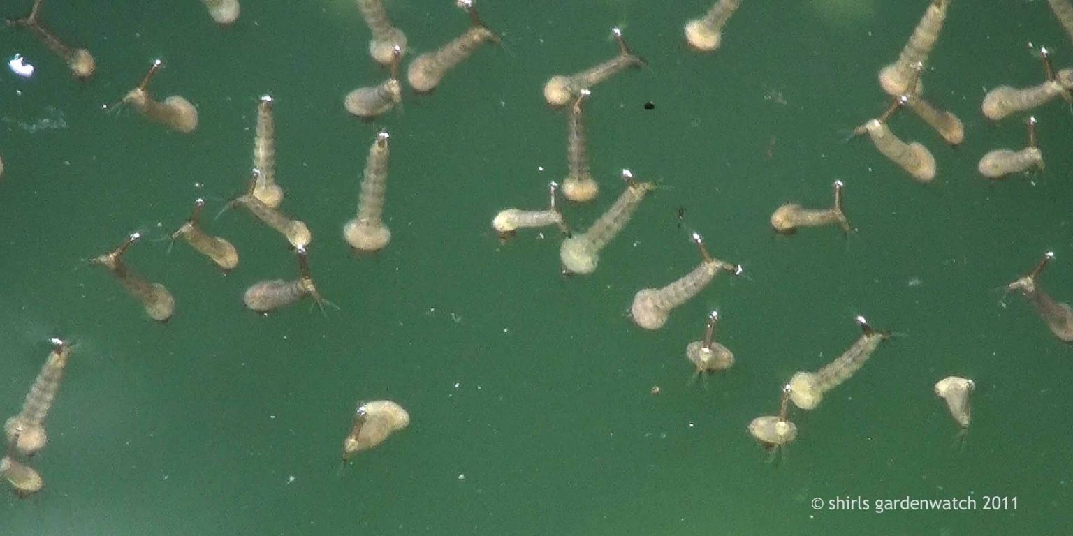 What’s wriggling in my pond? - shirls gardenwatch