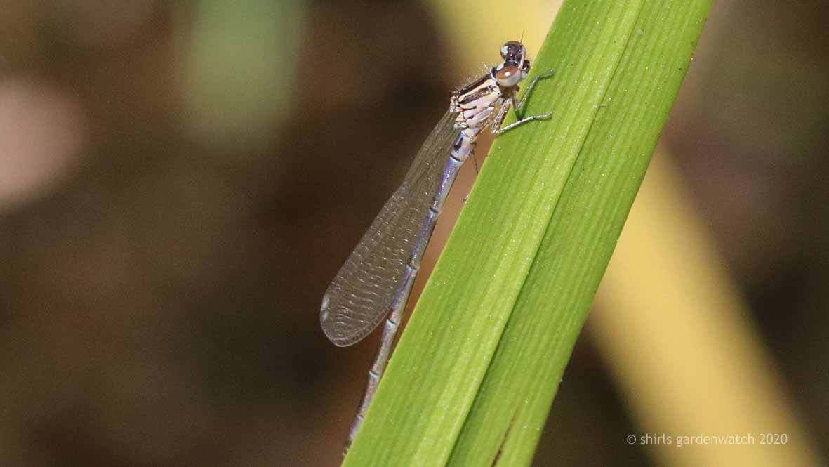 Spotting emerging damselflies - shirls gardenwatch