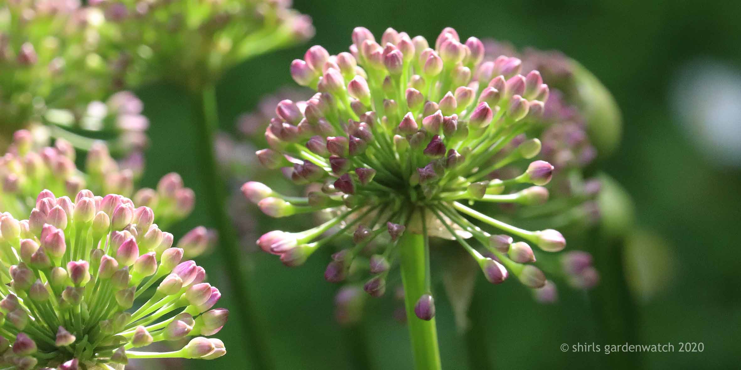 Allium 'Millenium', the one for me - shirls gardenwatch