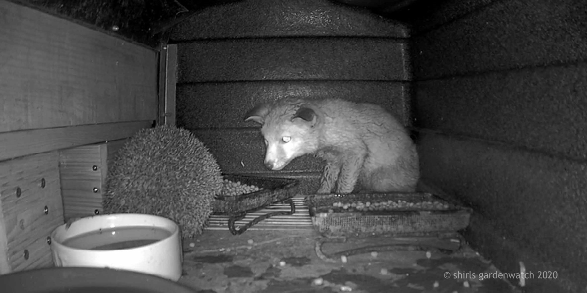 Fox cub disturbs hedgehog feeding - shirls gardenwatch