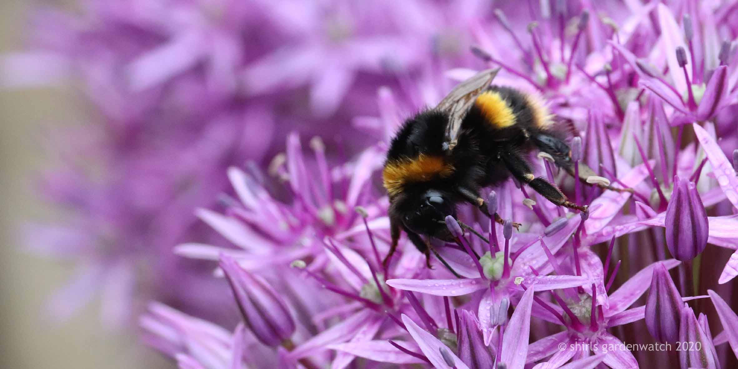 Soggy bee on allium for GBBD - shirls gardenwatch