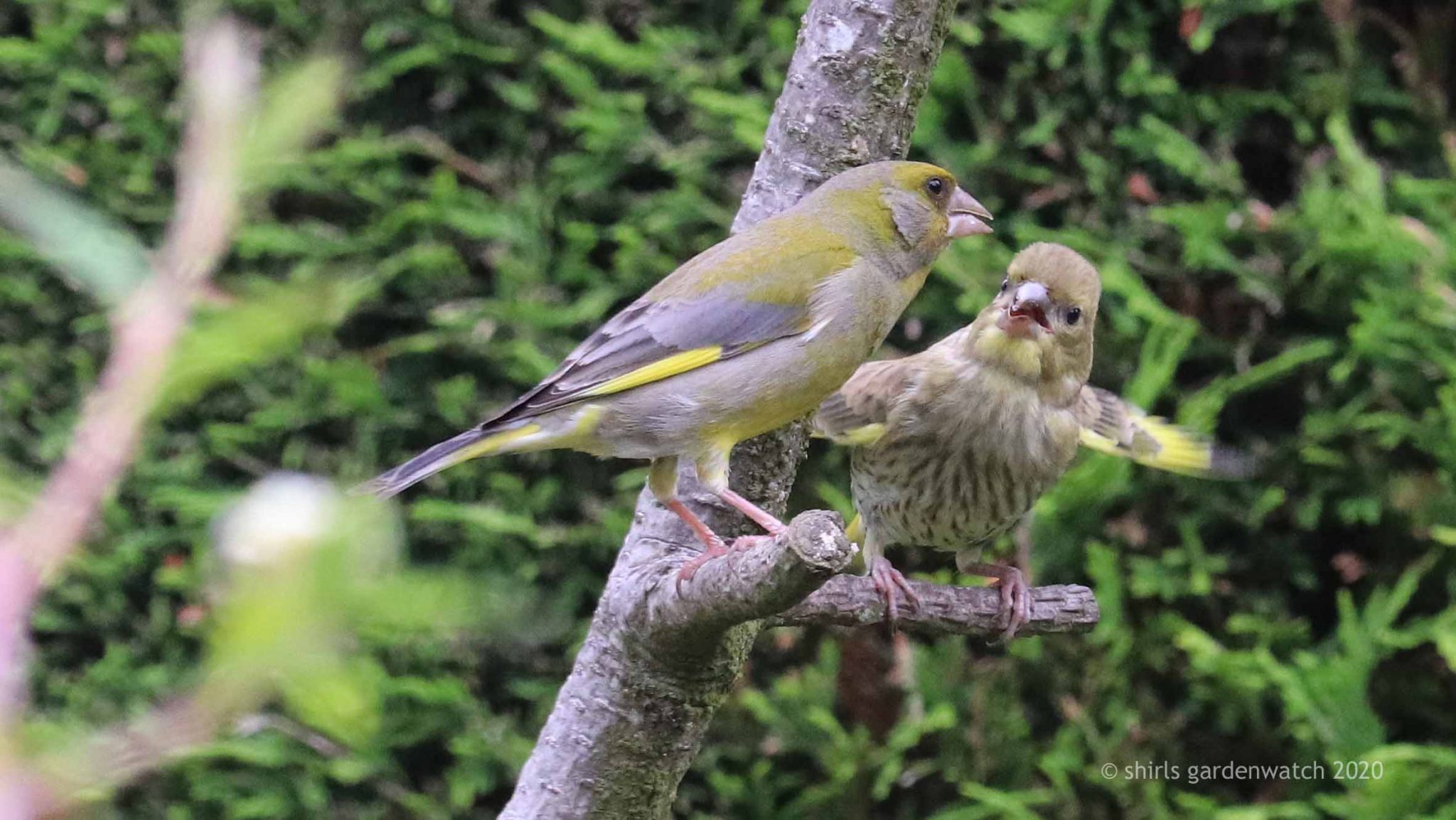 Greenfinch fledglings, who's next? - shirls gardenwatch