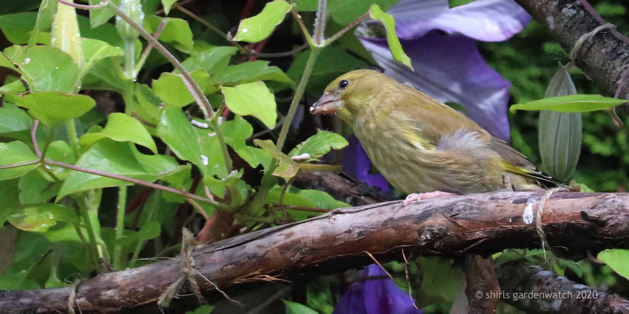 Greenfinch fledglings, who's next? - shirls gardenwatch