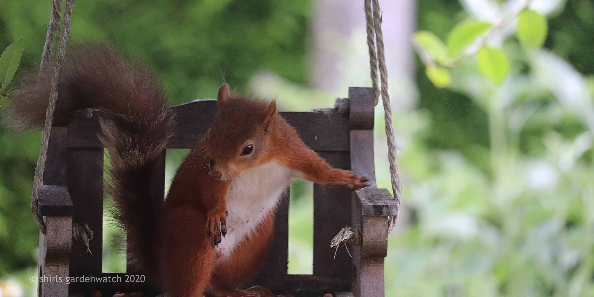 Red squirrel sightings & sounds - shirls gardenwatch