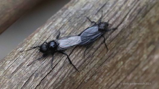 What are the black flying insects with long legs? - shirls gardenwatch